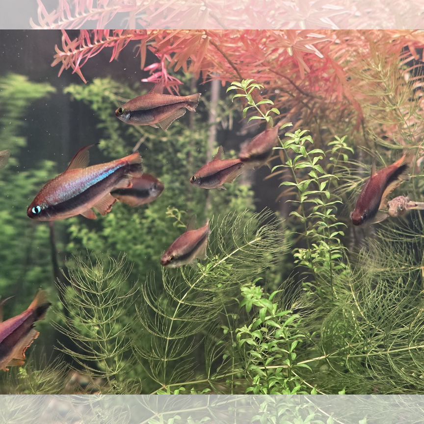 Тетра (аквариумные рыбки)