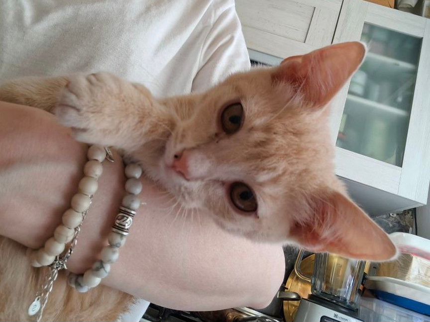 Рыжий котенок девочка