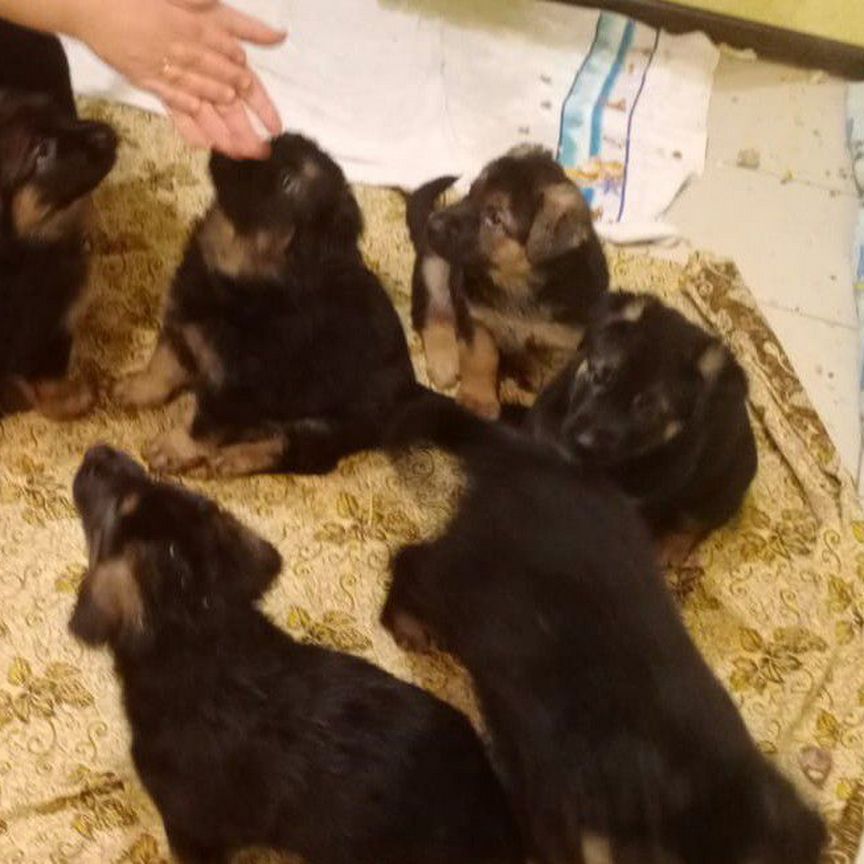 Овчарки немцы щенки