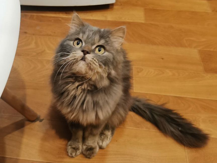 Кошка