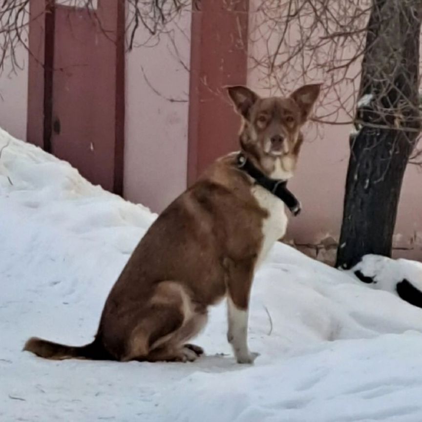 Нужен дом