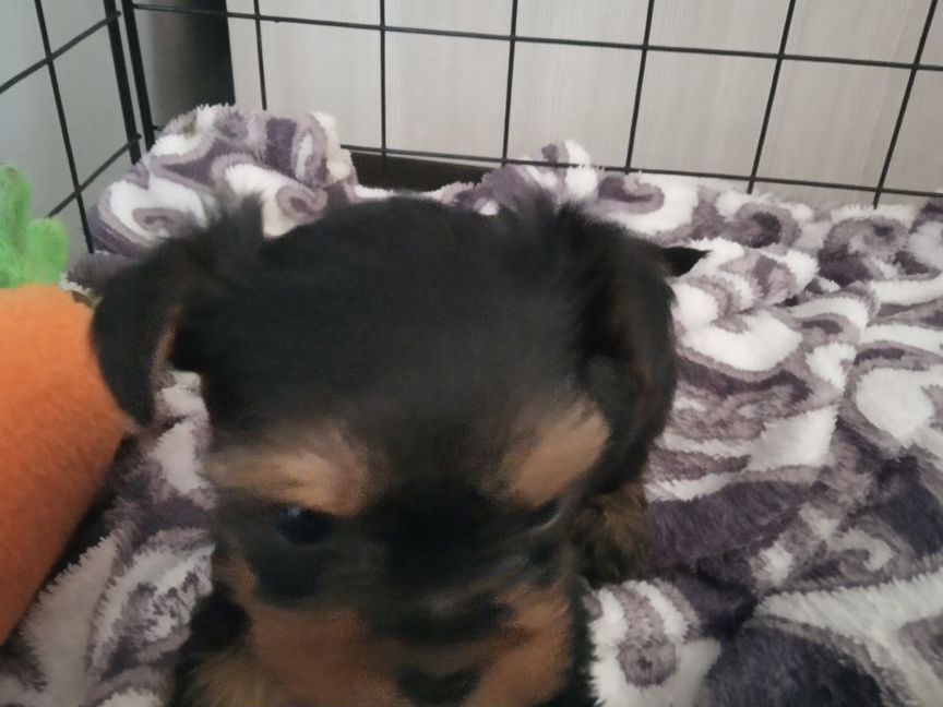 Продается щенок йоркширского терьера. Мальчик без