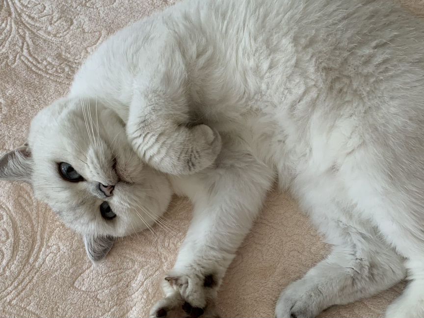 Серебристая шиншилла