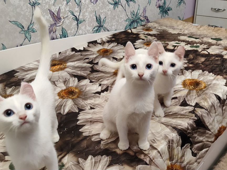 Котята в добрые руки