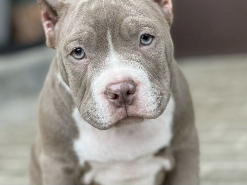 Американский булли покет