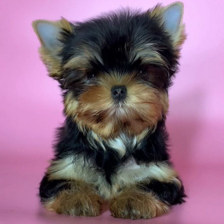 Йоркширский терьер, щенок