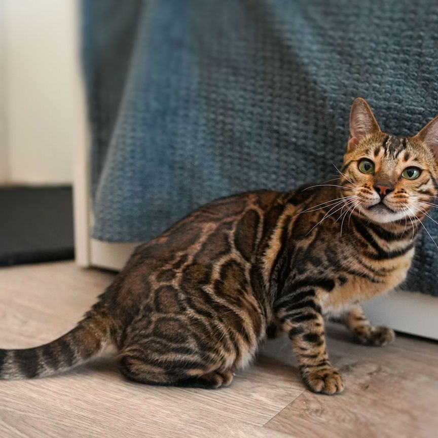 Бенгальская кошка