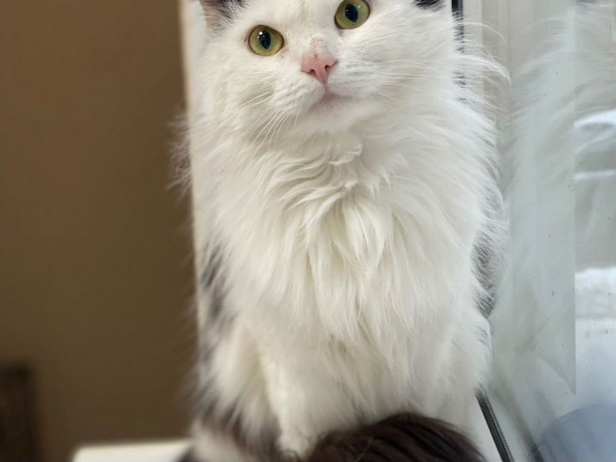 Кошка Айза