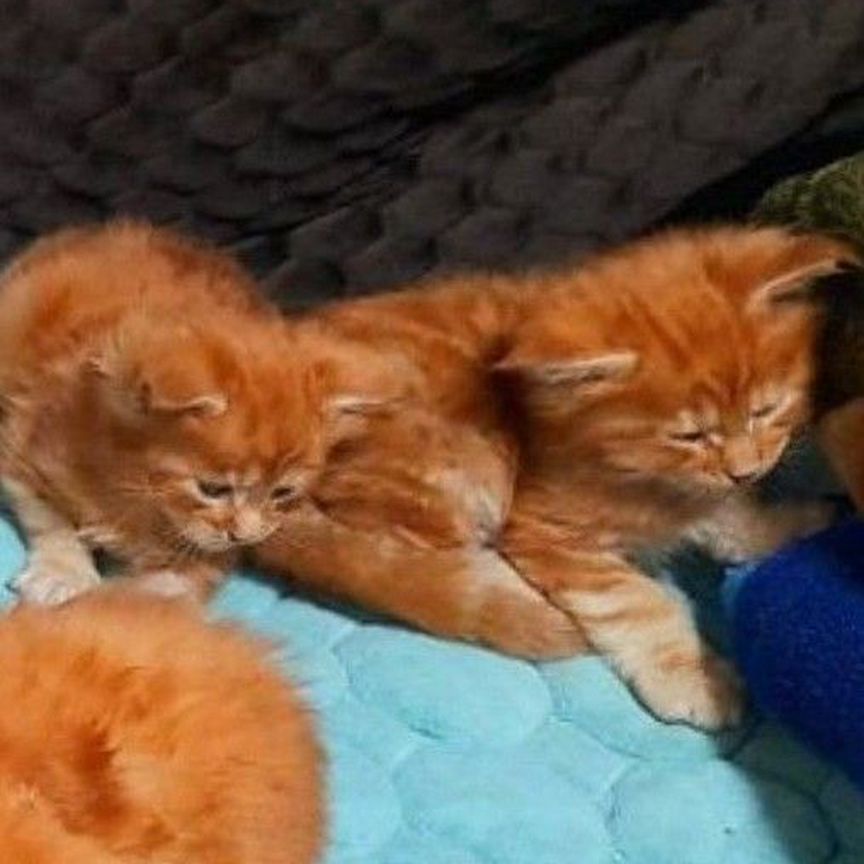 Рыжие мейн куны котики