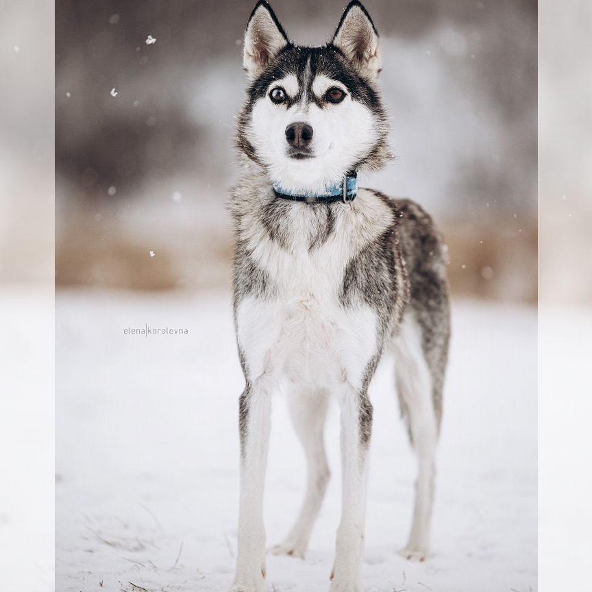 Сибирский хаски, взрослая собака