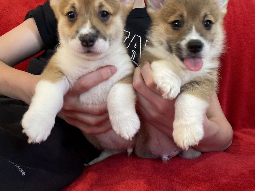 Малыши милаши