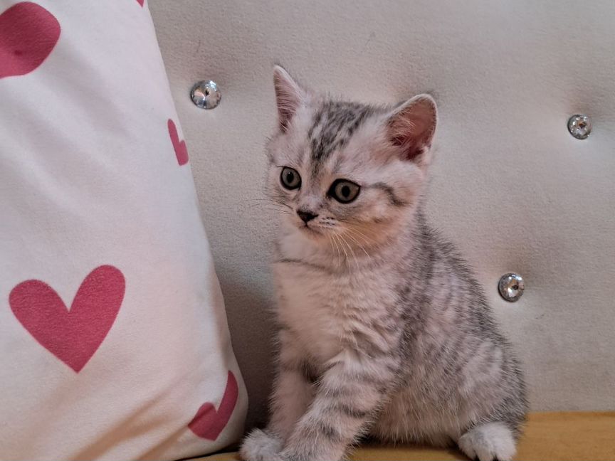 Шотландская прямоухая