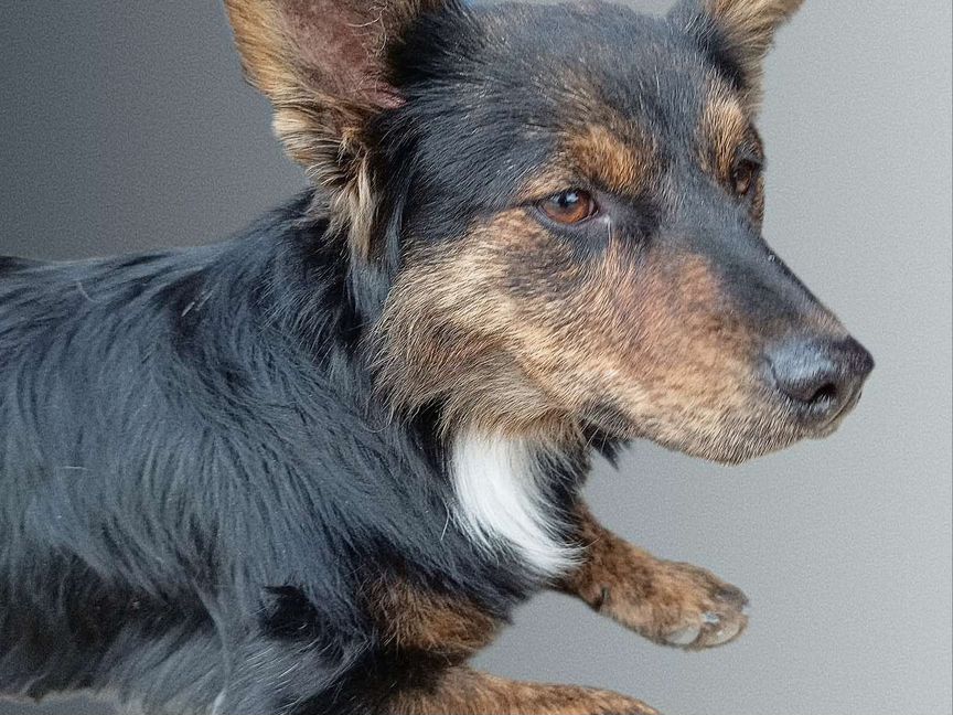 Собака в добрые руки маленькая порода