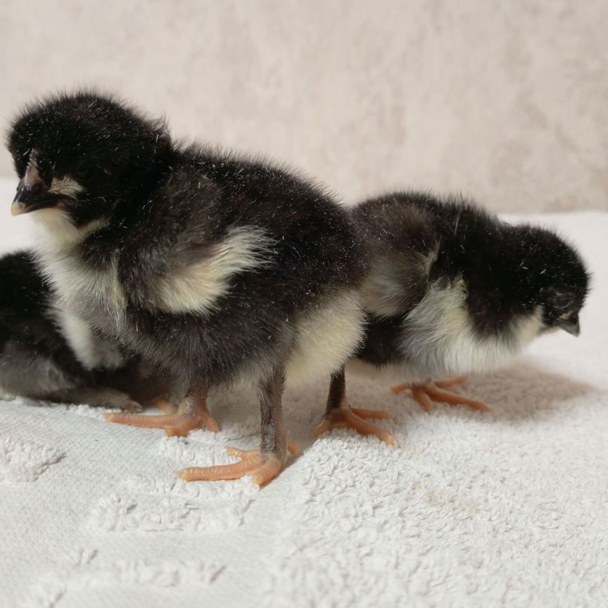 Цыплята породы маран черно- медный