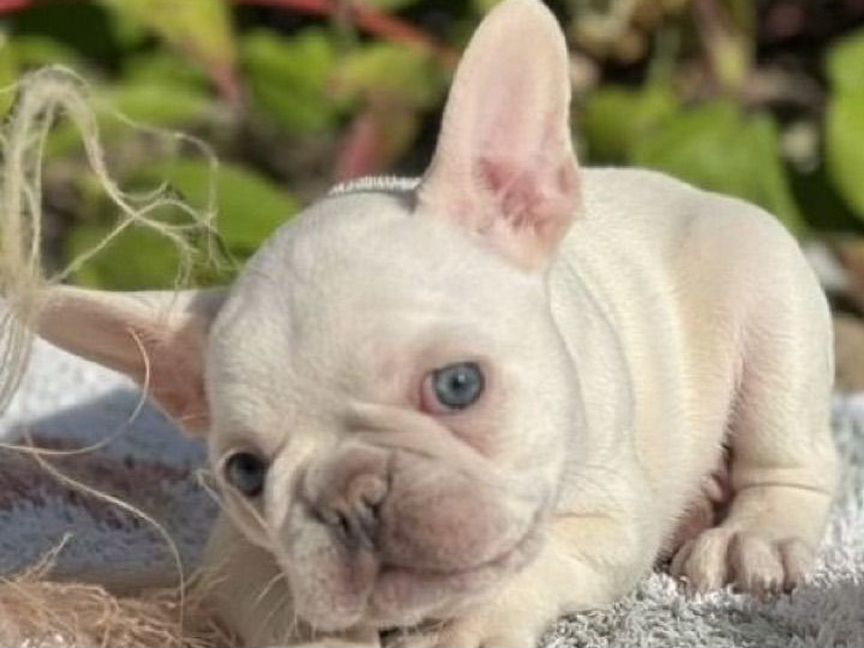 Французский бульдог щенки