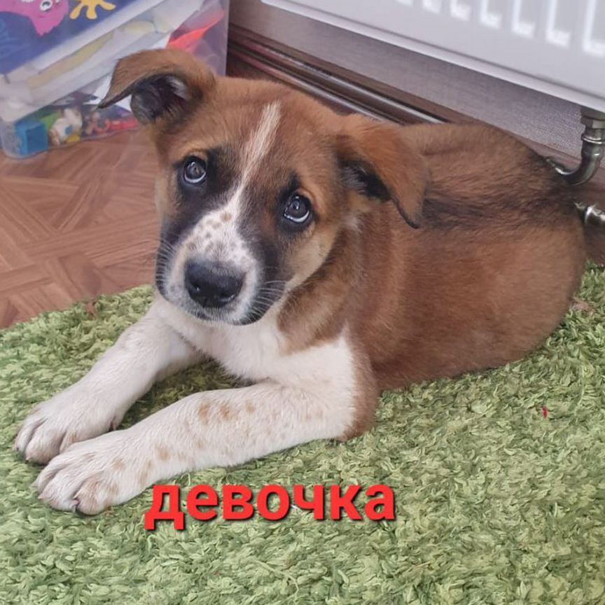 Отдам щенка в добрые руки