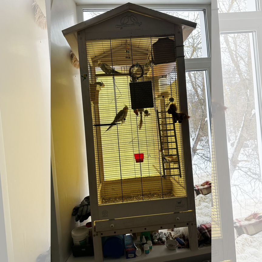 Попугай корелла с клеткой