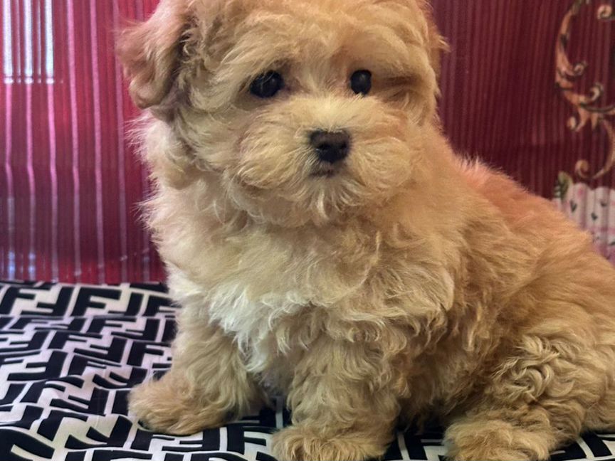 Щенки мальтипу f1 мини