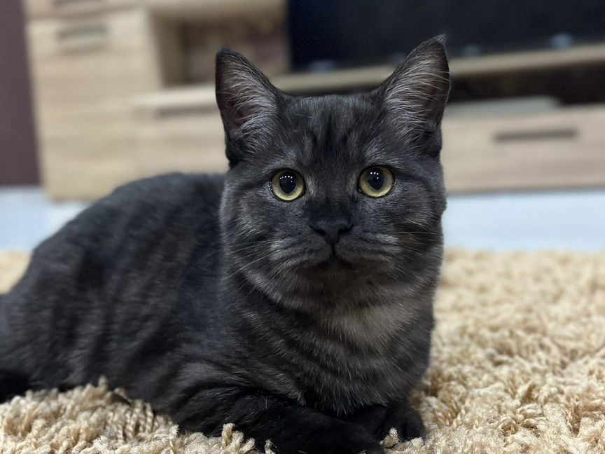 Кошки в добрые руки