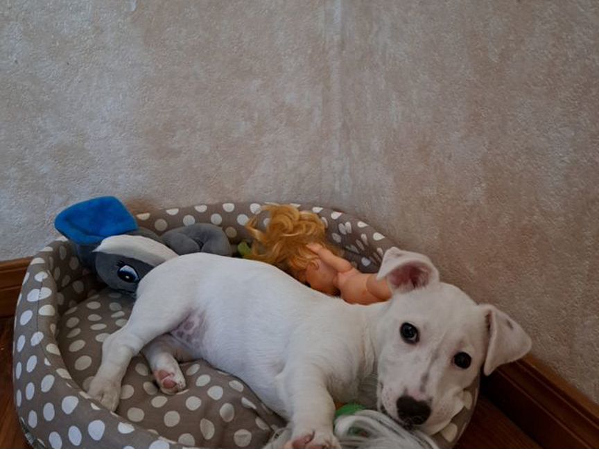 Продам Джек рассел щенок