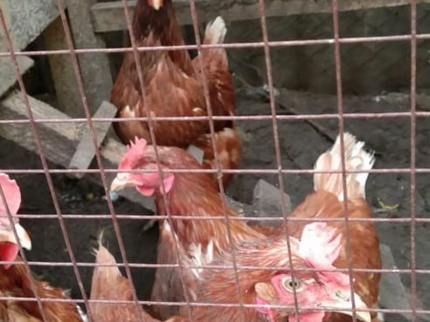 Куры несушки браун 7шт