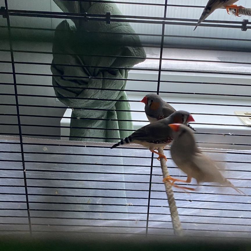 Зебровые амадины