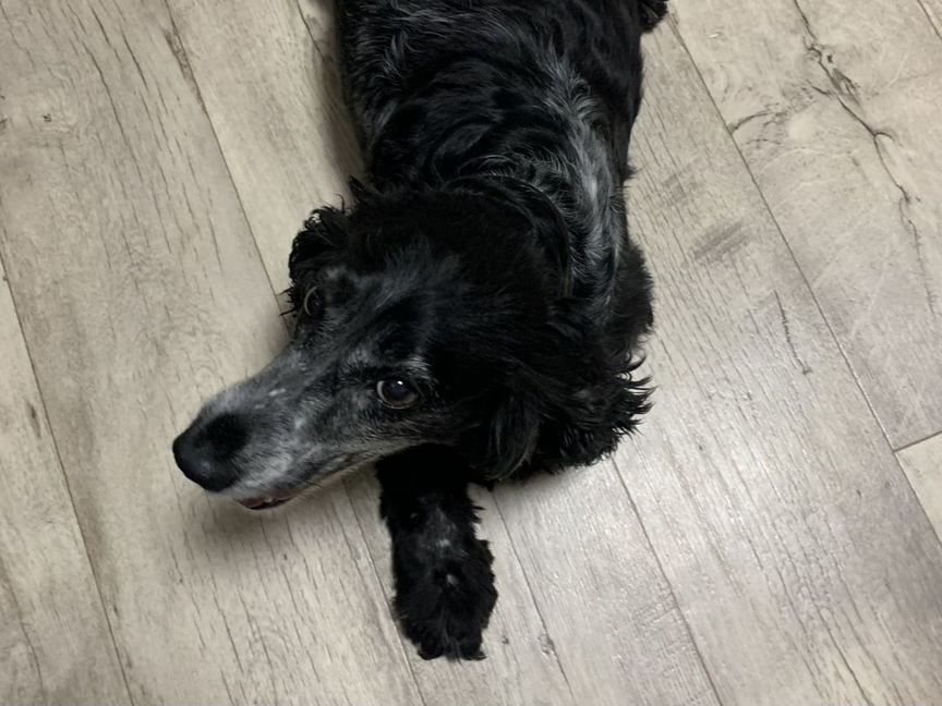 Отдам в добрые руки, девочка возраст 5 лет