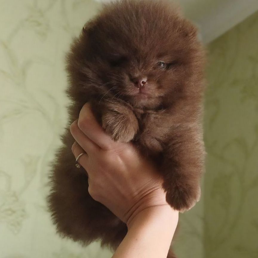 Померанский шпиц, щенок