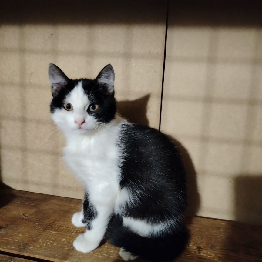 Котенок в надёжные руки