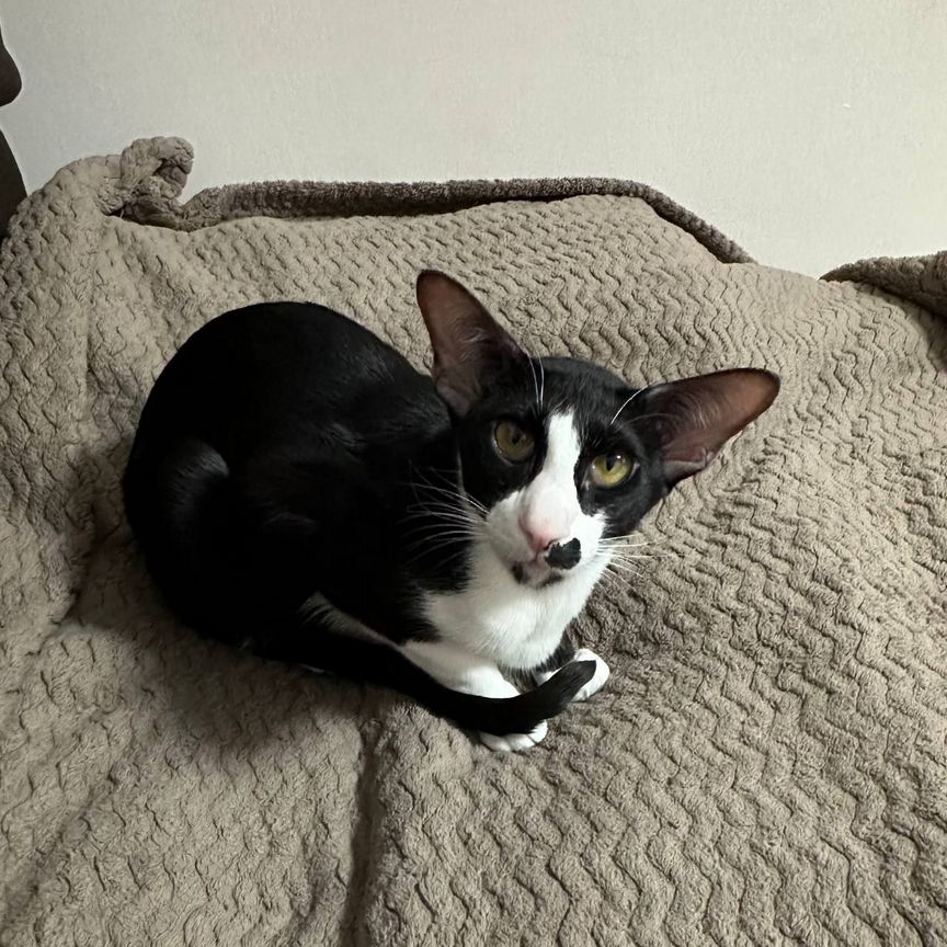 Ориентальный кот