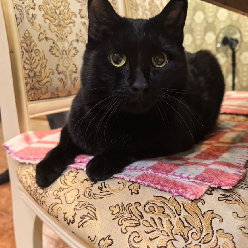 Взрослый кот в добрые руки