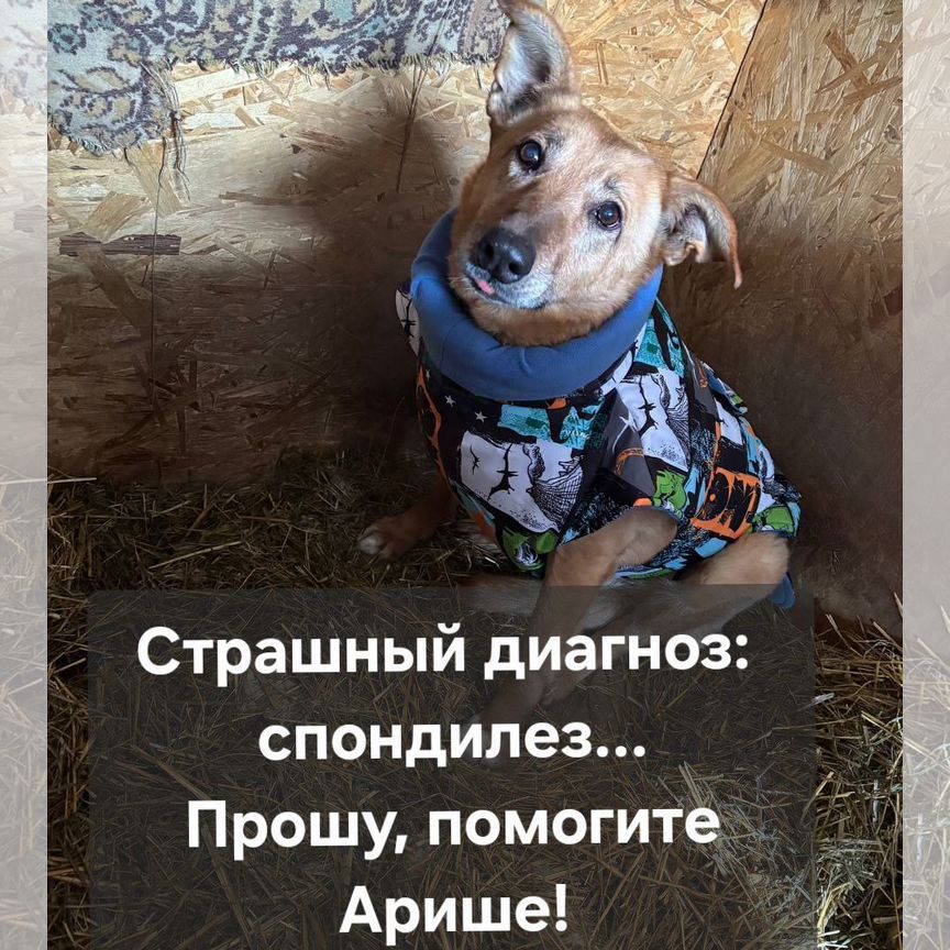 Взрослая собака в добрые руки