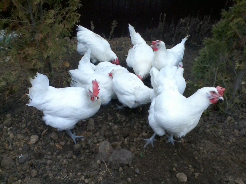 Отличные курочки