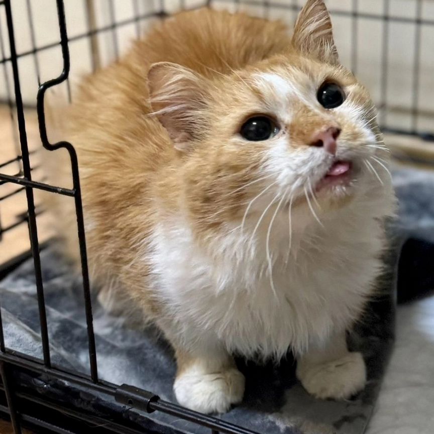 Ласковый котик Морти ищет дом