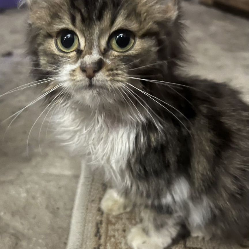 Котейка ищет дом