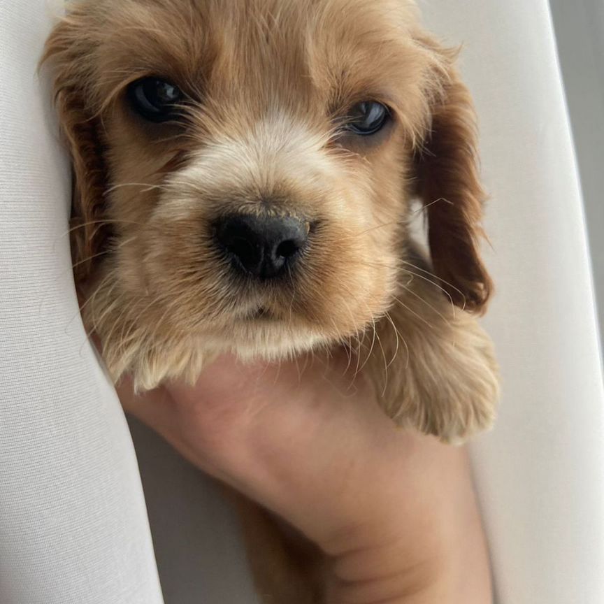 Английский кокер спаниель рыжие