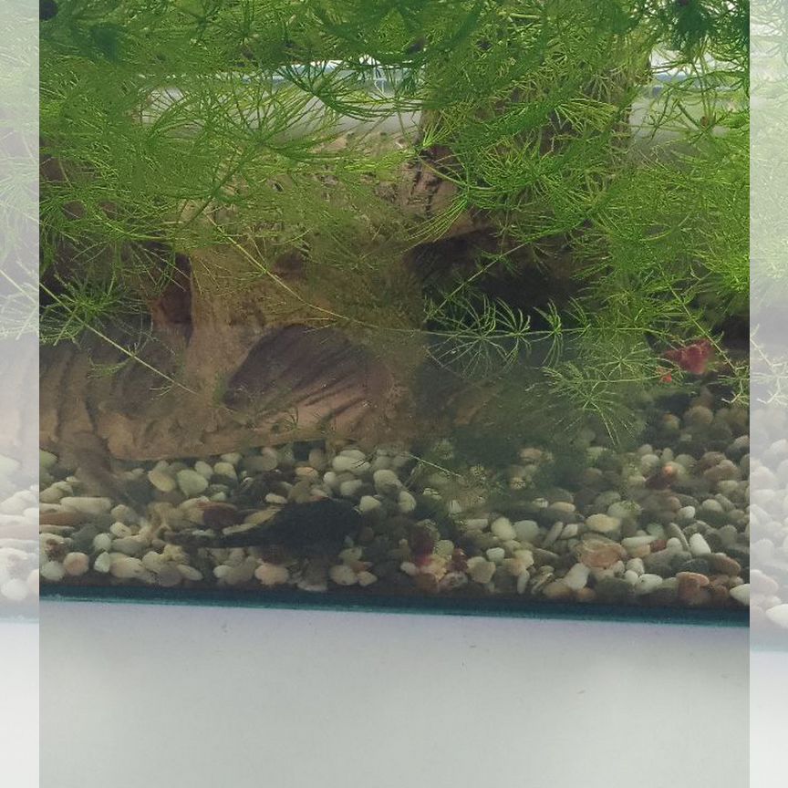 Водоросли для аквариума