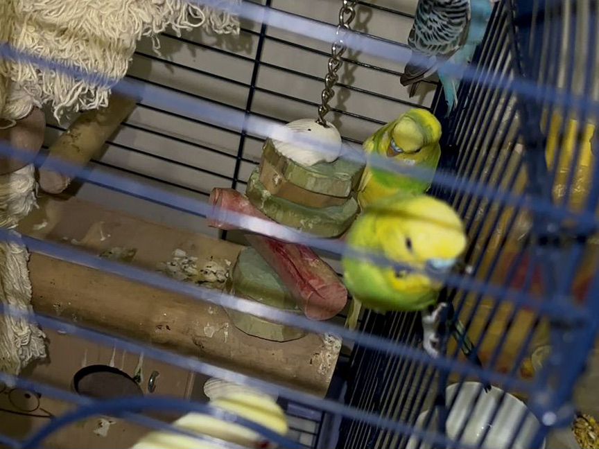 Попугаи шесть штук, с клеткой