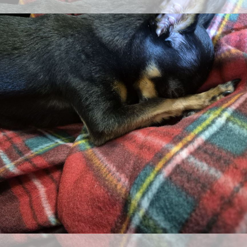 Русский той-терьер, взрослый пёс