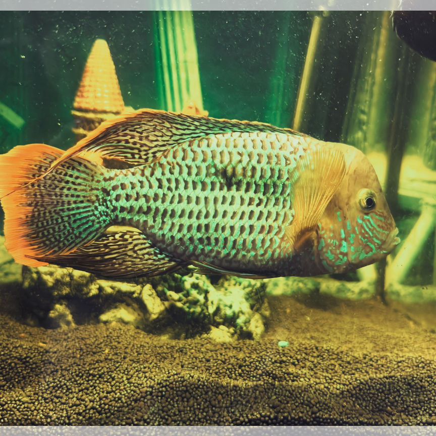 Цихлиды Бирюзовая акара и астронотусы
