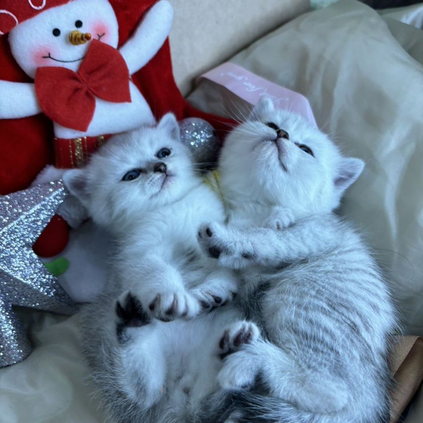Шотландские прямоухие котята с документами