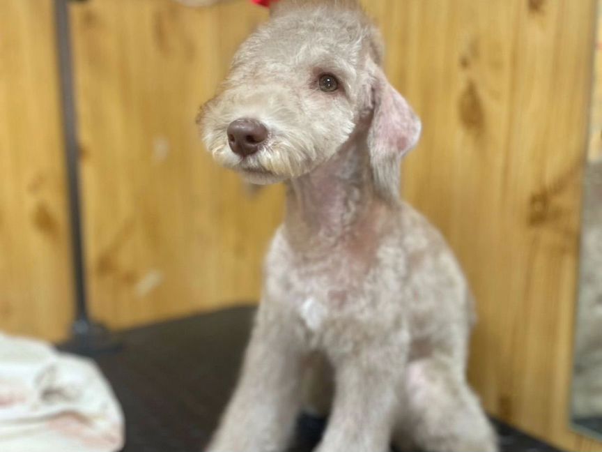 Бедлингтон терьер