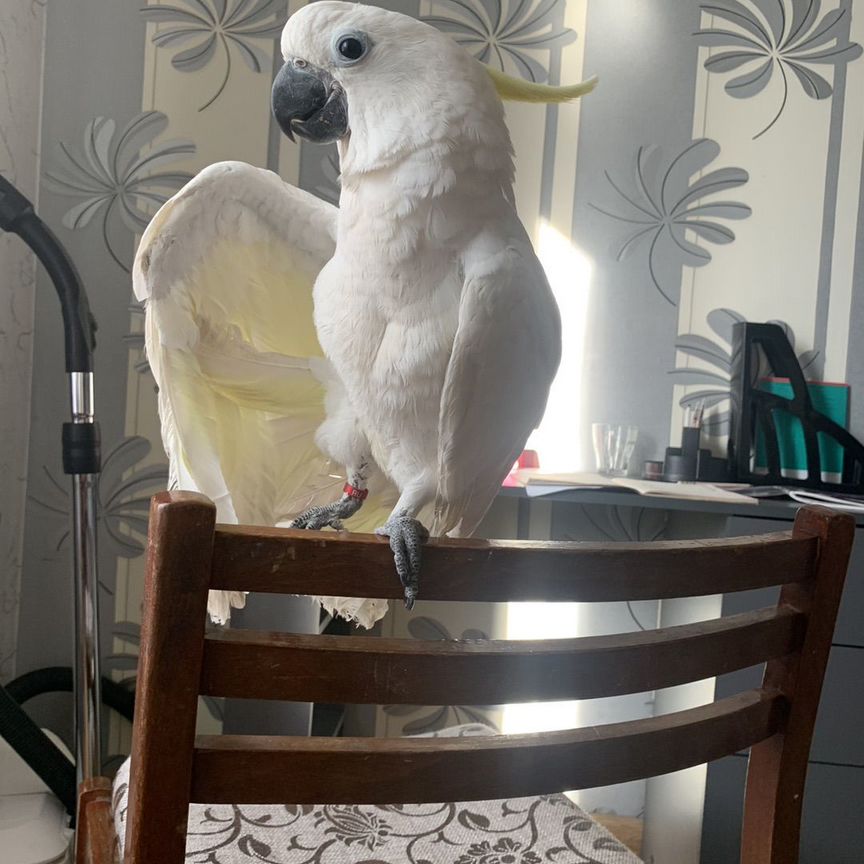 Попугай какаду