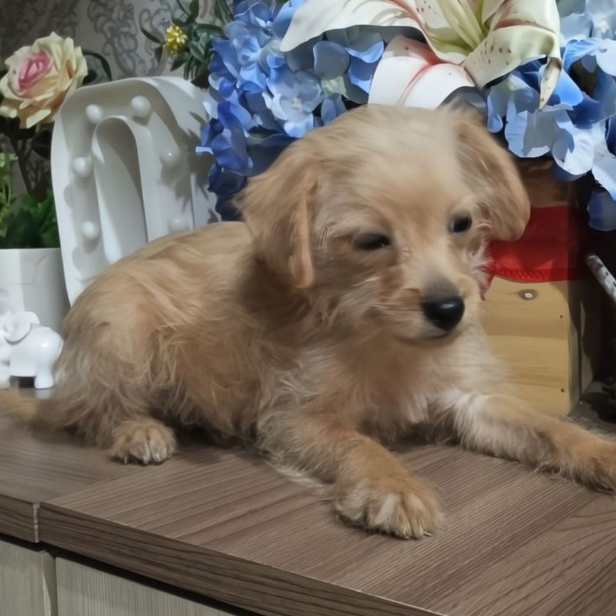 Той-пудель, щенок