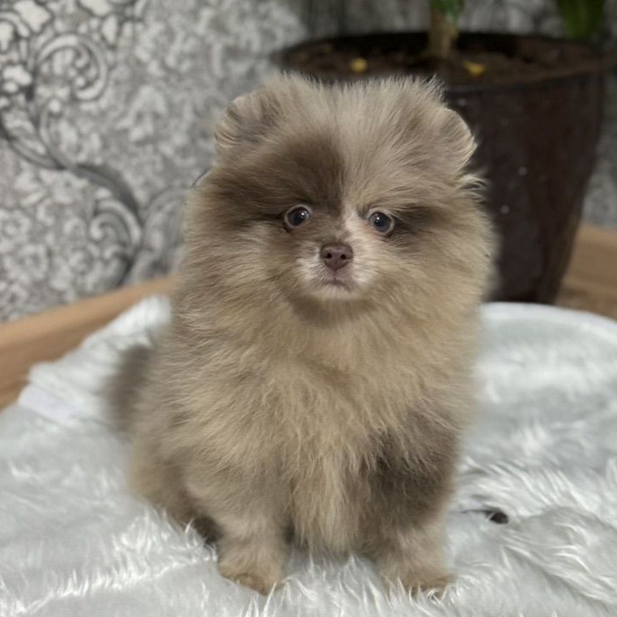 Померанский шпиц, щенок