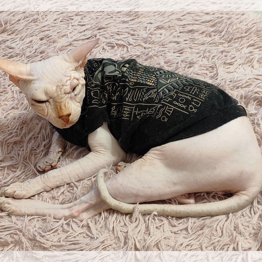 Донской сфинкс, взрослый кот