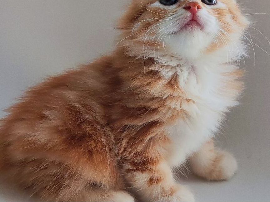 Кошки курильский бобтейл
