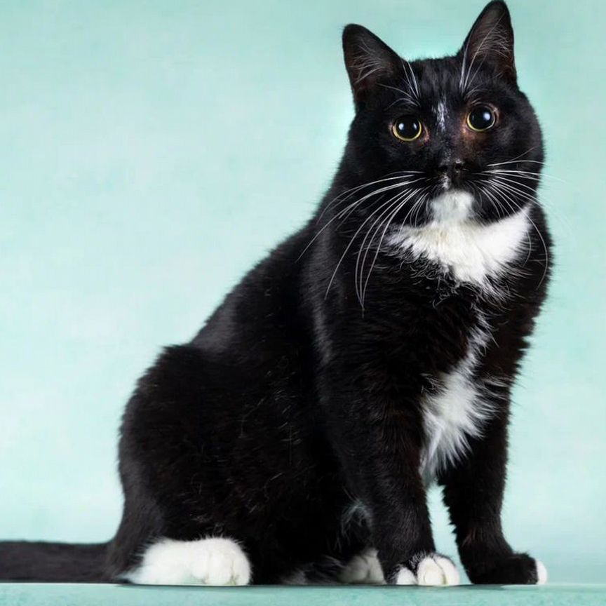 Взрослый кот в добрые руки