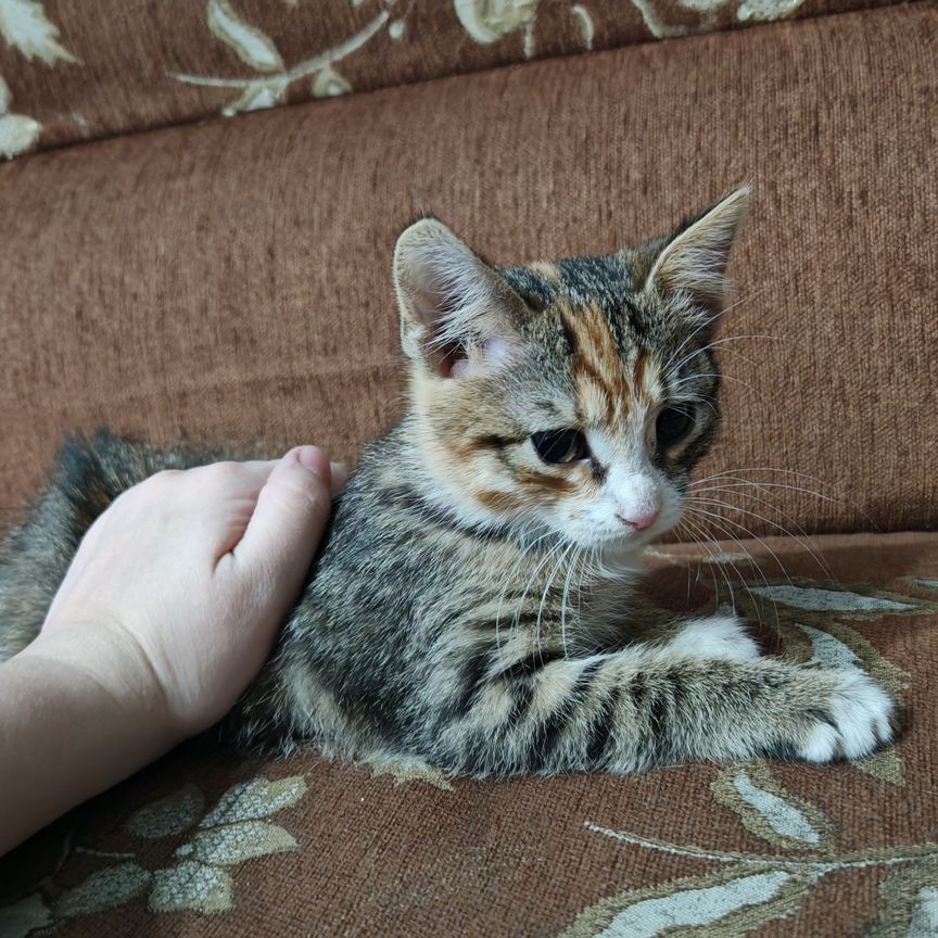 Отдам в хорошие руки котёнка