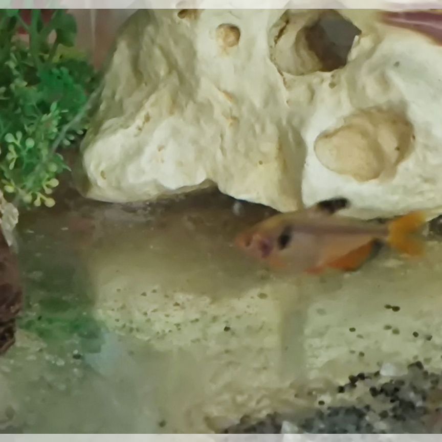 Аквариумные рыбки